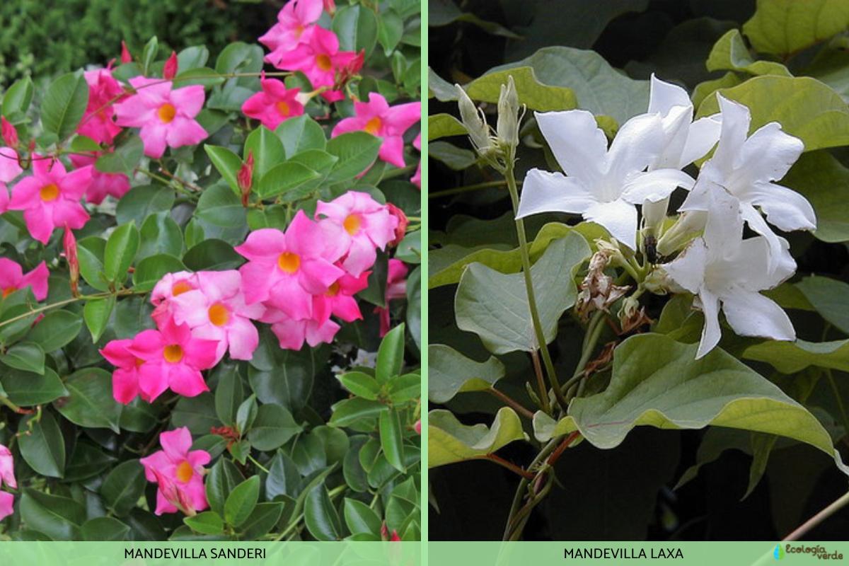 +25 plantas trepadoras - Nombres, características y fotos