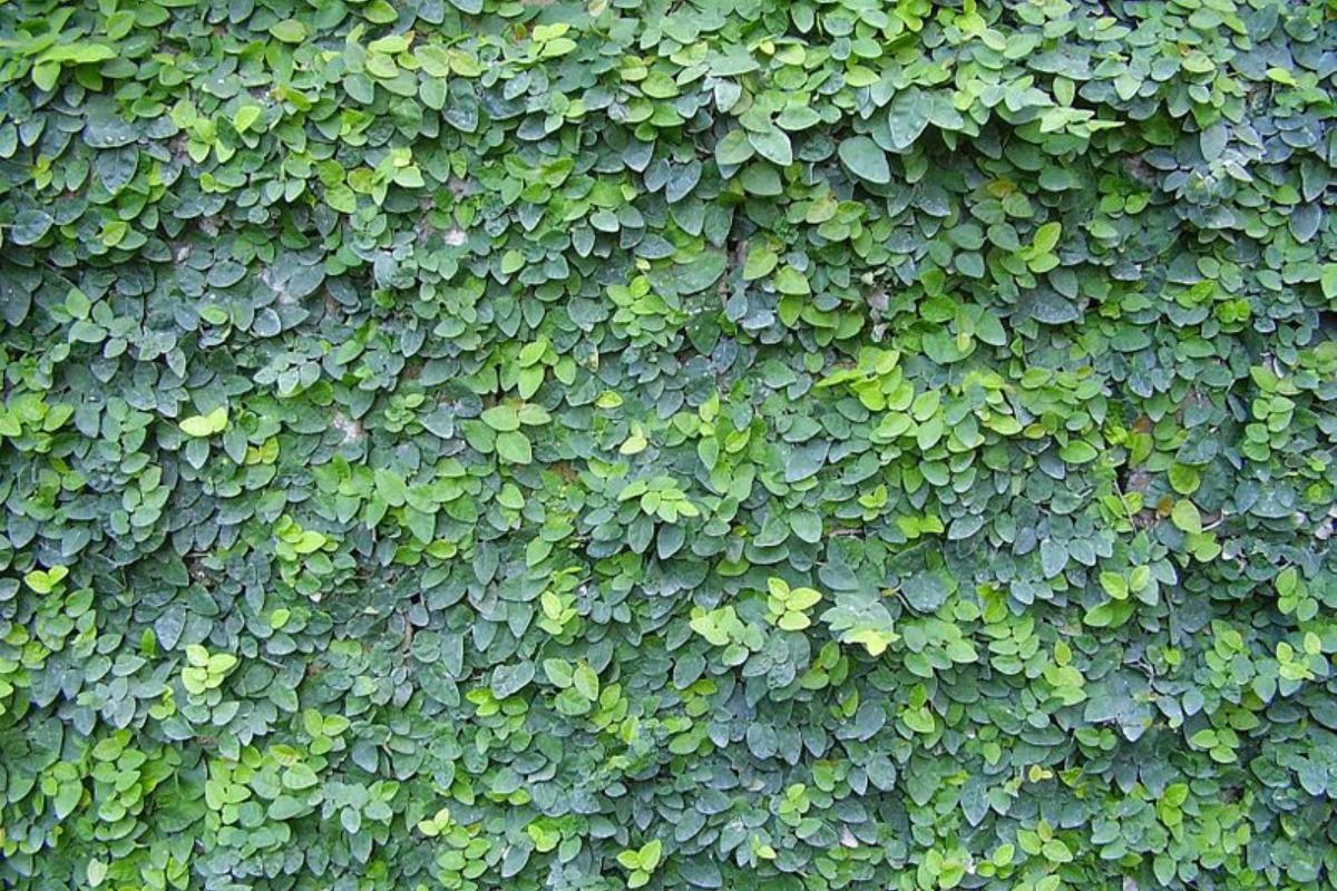 +25 plantas trepadoras - Nombres, características y fotos