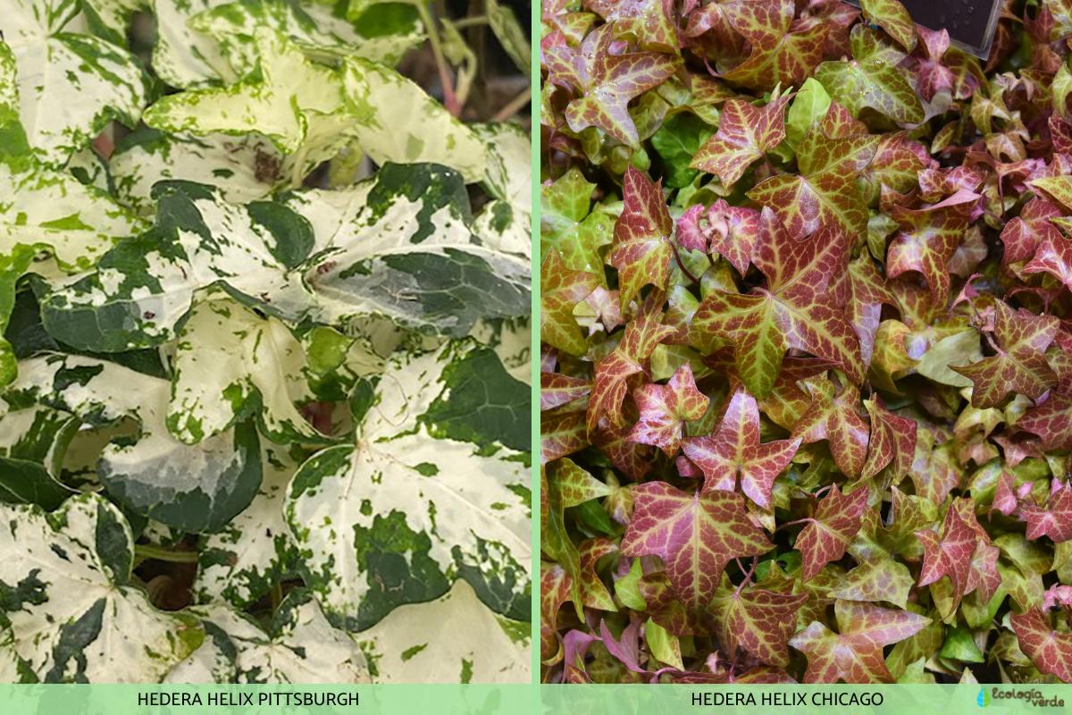 +25 plantas trepadoras - Nombres, características y fotos