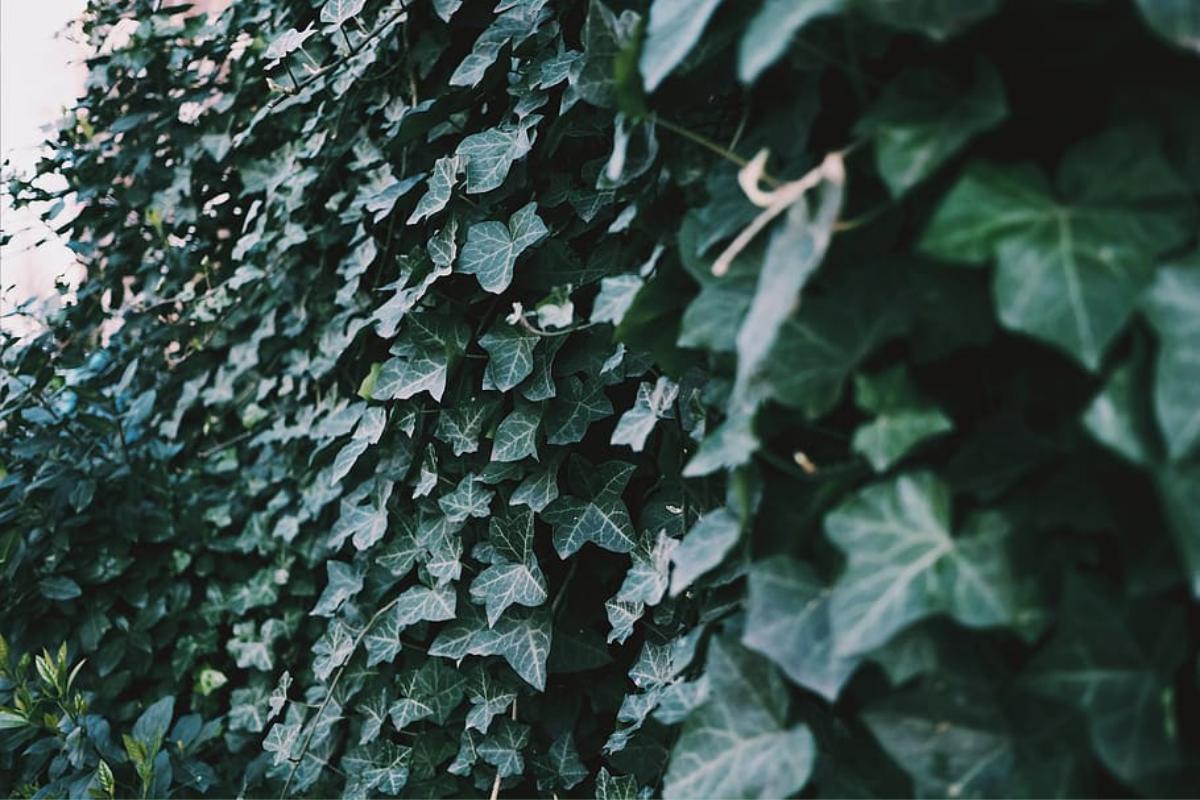 +25 plantas trepadoras - Nombres, características y fotos