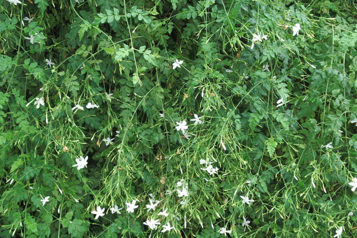 +25 plantas trepadoras - Nombres, características y fotos