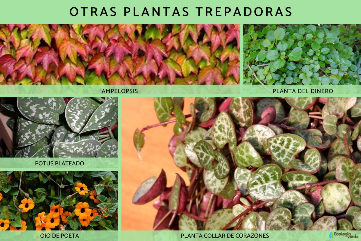 +25 plantas trepadoras - Nombres, características y fotos