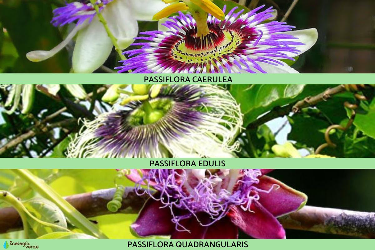 +25 plantas trepadoras - Nombres, características y fotos