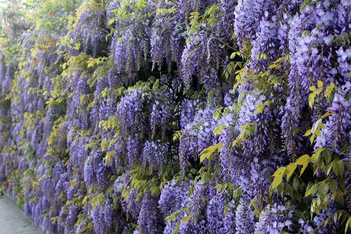 +25 plantas trepadoras - Nombres, características y fotos