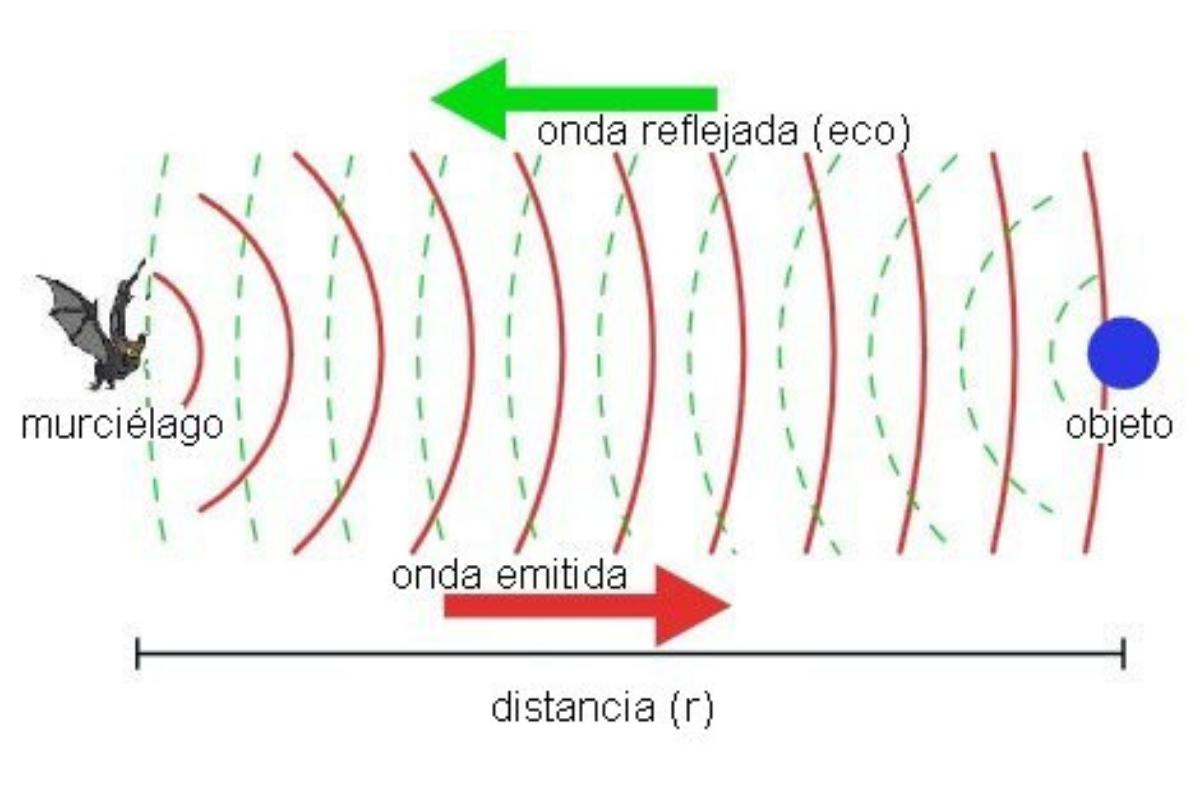 Ecolocalización: qué es y animales que la utilizan - Resumen Ecolocalización: qué es y animales que la utilizan - Resumen