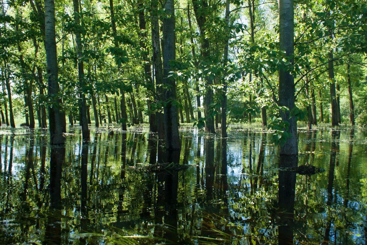 Bosques inundables: qué son, características, tipos y ejemplos - Resumen