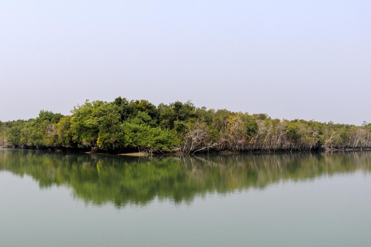 Bosques inundables: qué son, características, tipos y ejemplos - Resumen