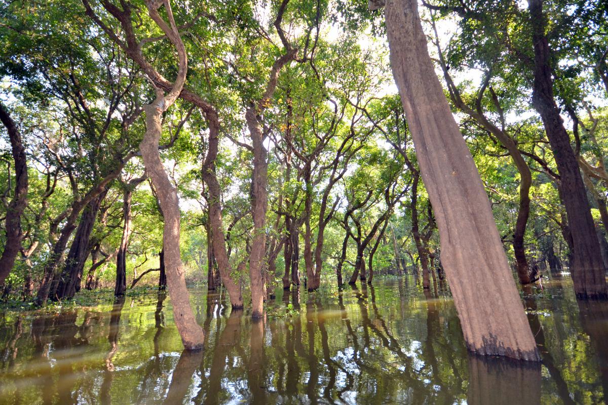 Bosques inundables: qué son, características, tipos y ejemplos - Resumen