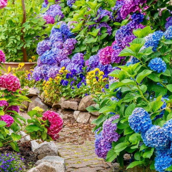 Planta De Hortensia Morada