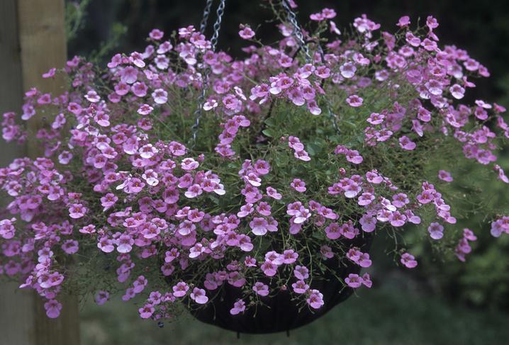 20 PLANTAS COLGANTES de SOL - Nombres, características y fotos