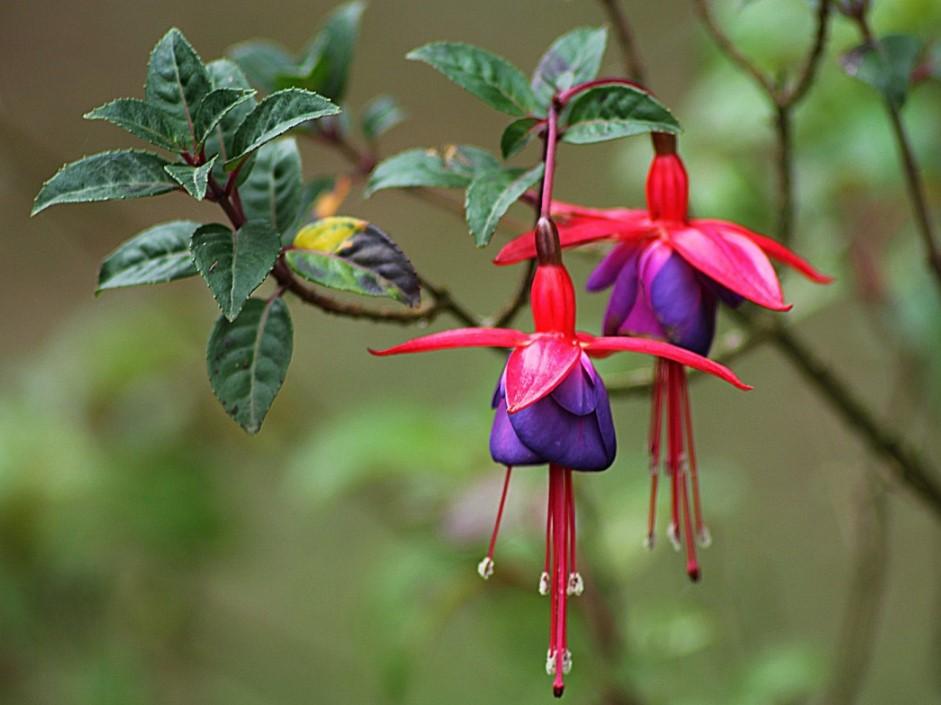 20 PLANTAS COLGANTES de SOL - Nombres, características y fotos