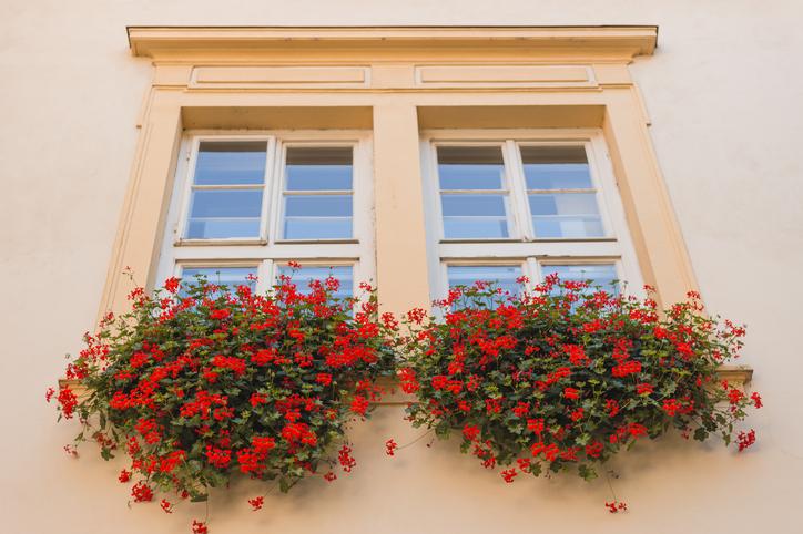 20 PLANTAS COLGANTES de SOL - Nombres, características y fotos