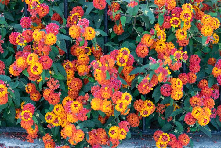 20 PLANTAS COLGANTES de SOL - Nombres, características y fotos