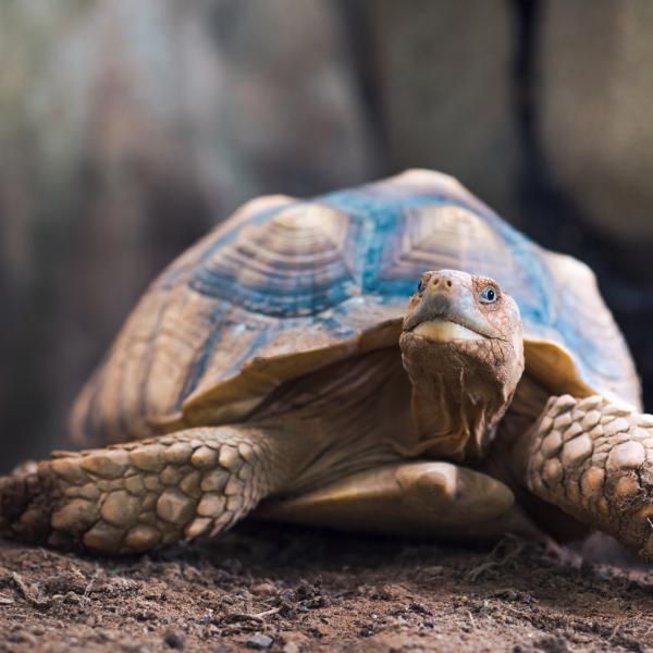 Peso De La Tortuga Sulcata