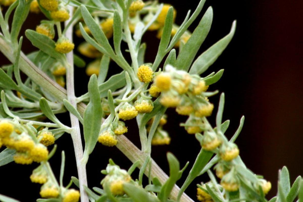 Flor Ajwain