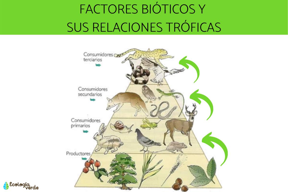 FACTORES BIÓTICOS: qué son, características, clasificación y ejemplos - Resumen