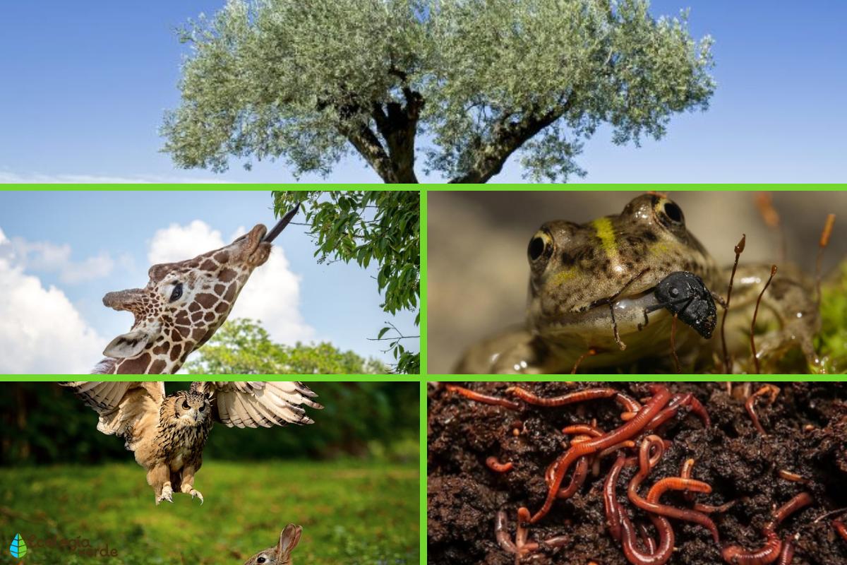 FACTORES BIÓTICOS: qué son, características, clasificación y ejemplos - Resumen