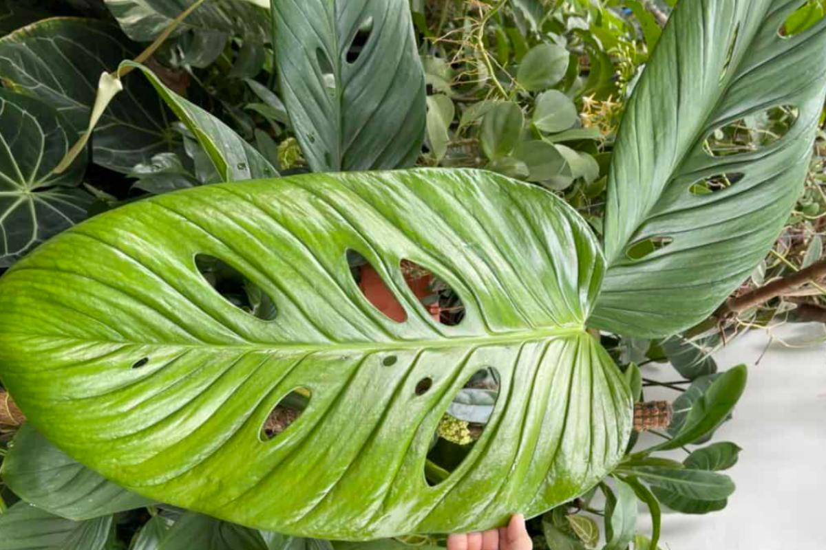 Tipos de Monstera - Nombres y fotos Tipos de Monstera - Nombres y fotos