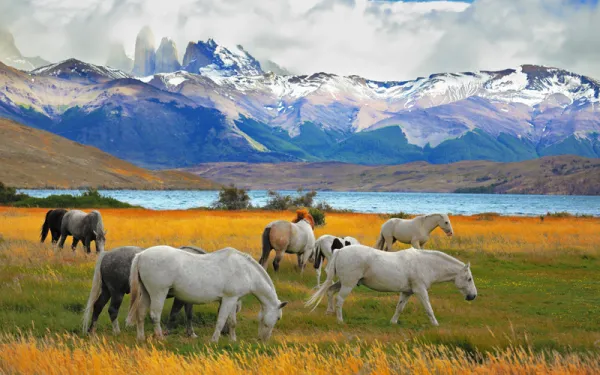 Animales Caballos Reino Animal