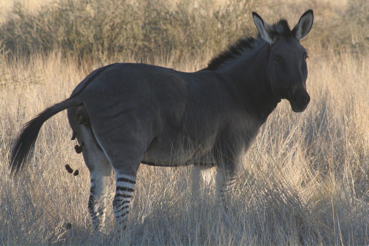 15 animales híbridos: ejemplos y características - ¡Descúbrelos aquí!