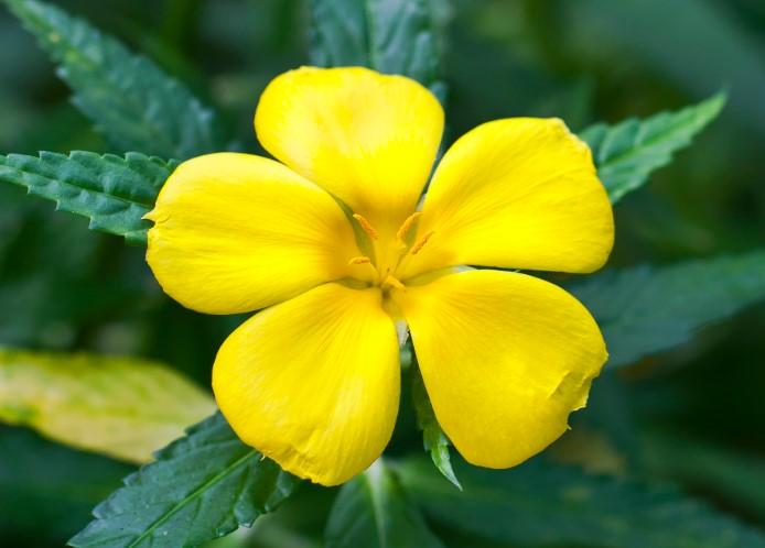 Plantas con flores amarillas - Nombres y fotos