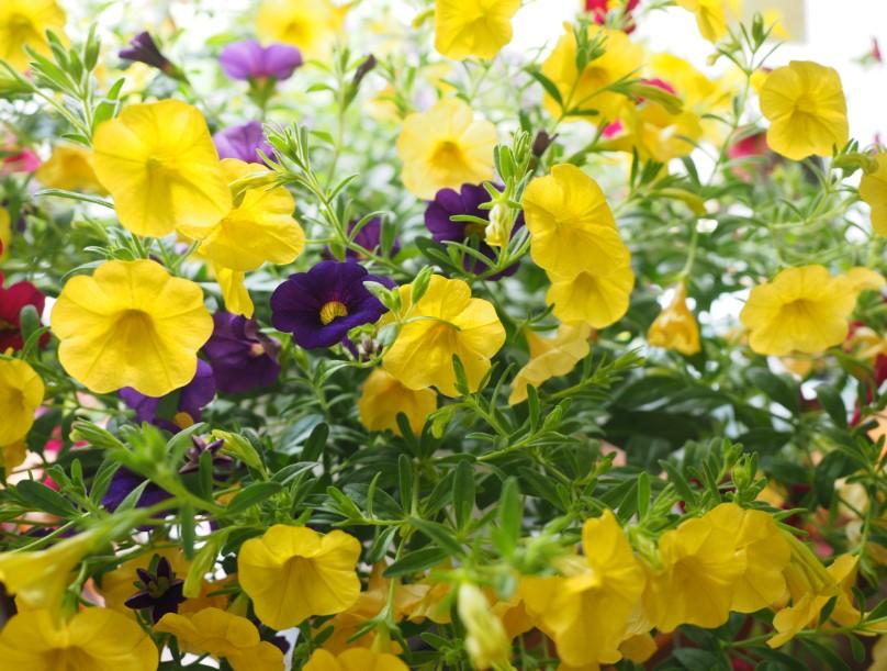 Plantas con flores amarillas - Nombres y fotos