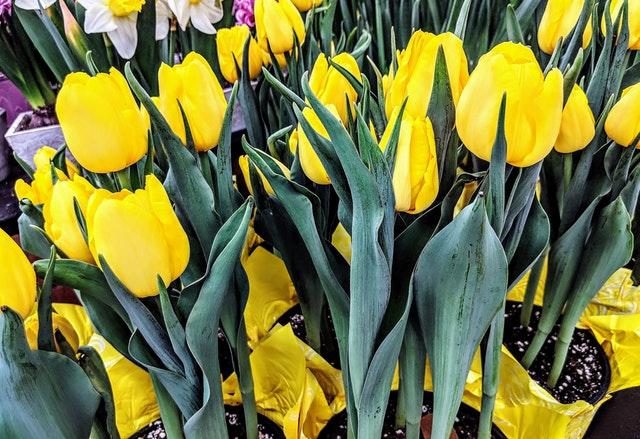 Plantas con flores amarillas - Nombres y fotos