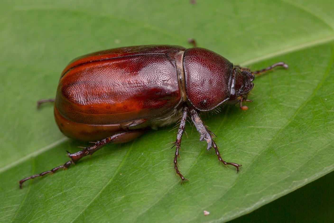 8 tipos de escarabajos - Nombres y fotos