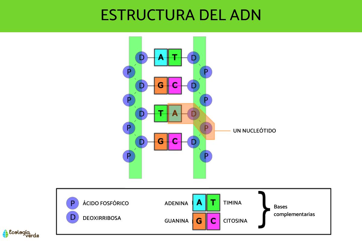 Diferencia entre ADN y ARN - Cuadro comparativo Diferencia entre ADN y ARN - Cuadro comparativo