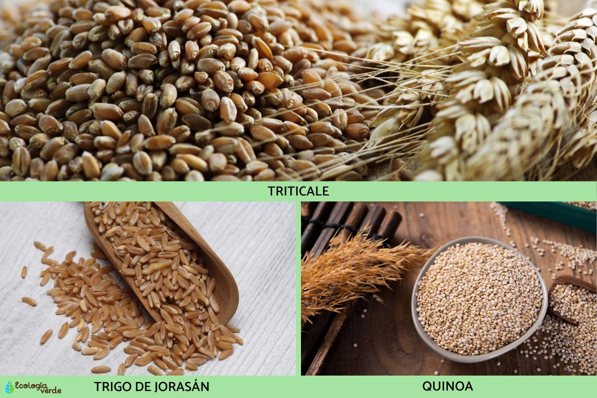 13 tipos de cereales - Resumen