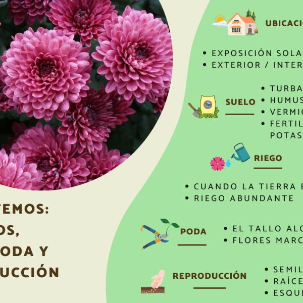 Tarjeta Con Instrucciones Para El Cuidado De Las Plantas De Crisantemo