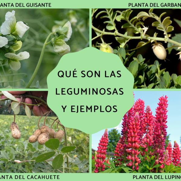 Lista De Leguminosas