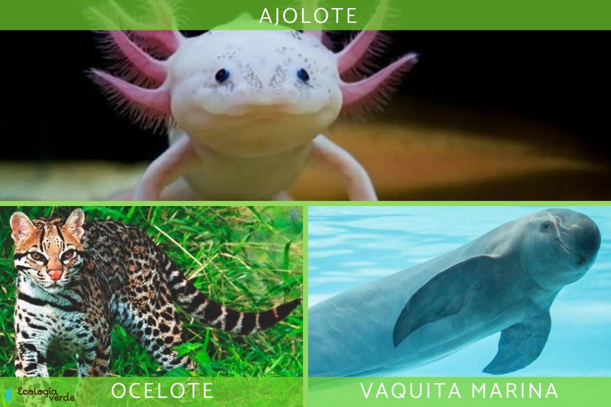 FLORA y FAUNA de MÉXICO - Características y ejemplos