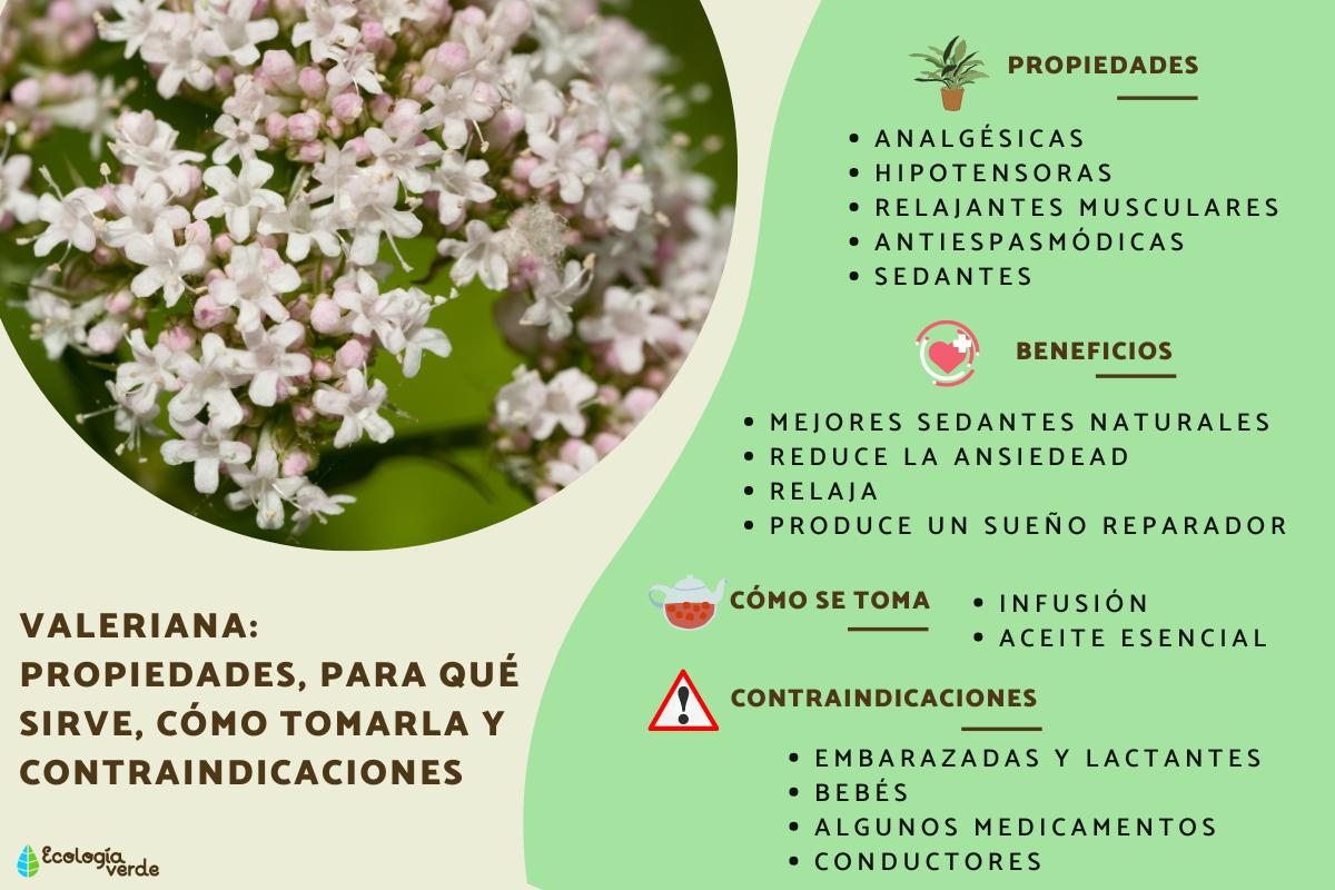 Valeriana: propiedades, para qué sirve, cómo tomarla y contraindicaciones - Guía completa