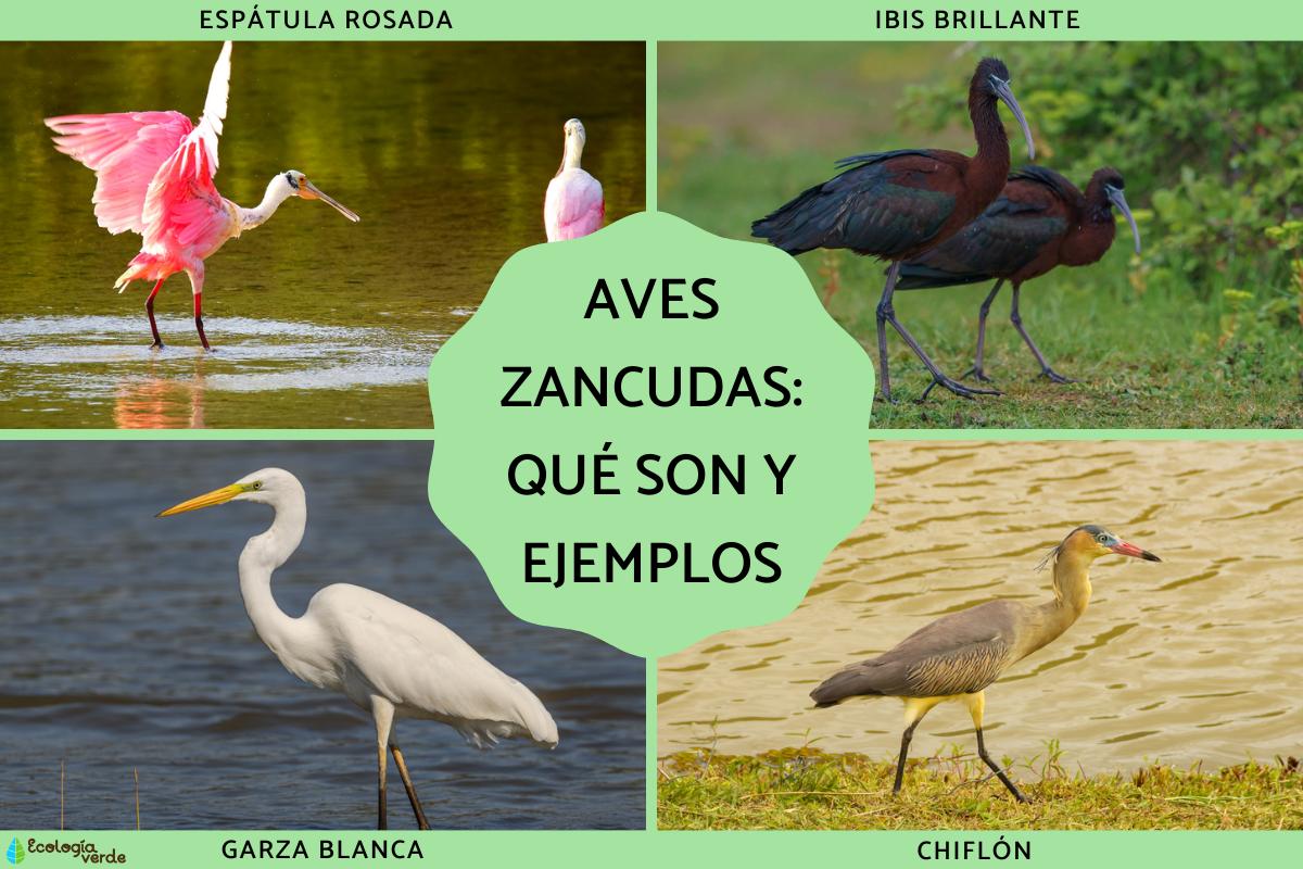 Aves zancudas: qué son y ejemplos - Resumen