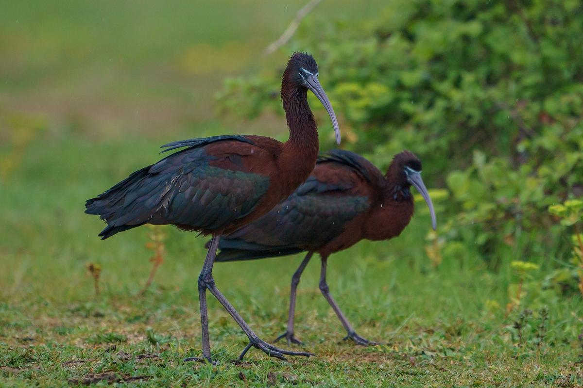 Aves zancudas: qué son y ejemplos - Resumen