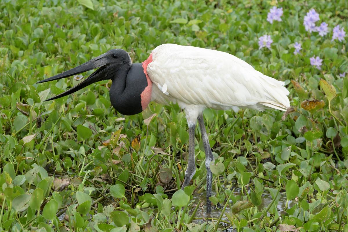 Aves zancudas: qué son y ejemplos - Resumen