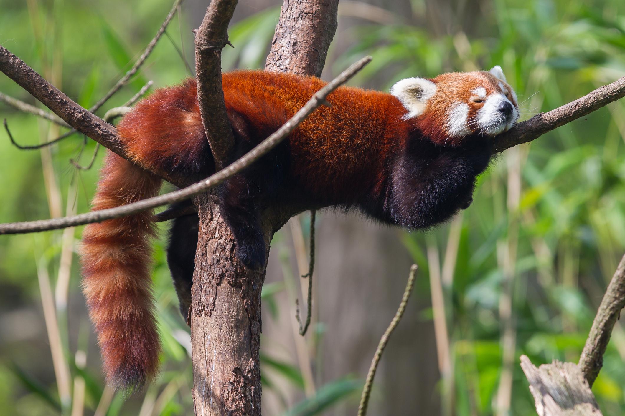 Por qué el oso panda rojo está en peligro de extinción - Razones y ... Por qué el oso panda rojo está en peligro de extinción - Razones y ...