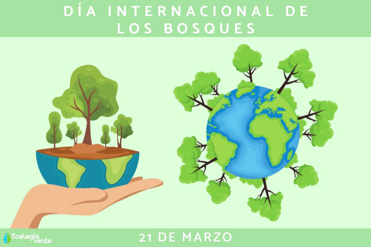 Día Internacional de los Bosques: cuándo es y por qué se celebra - Resumen