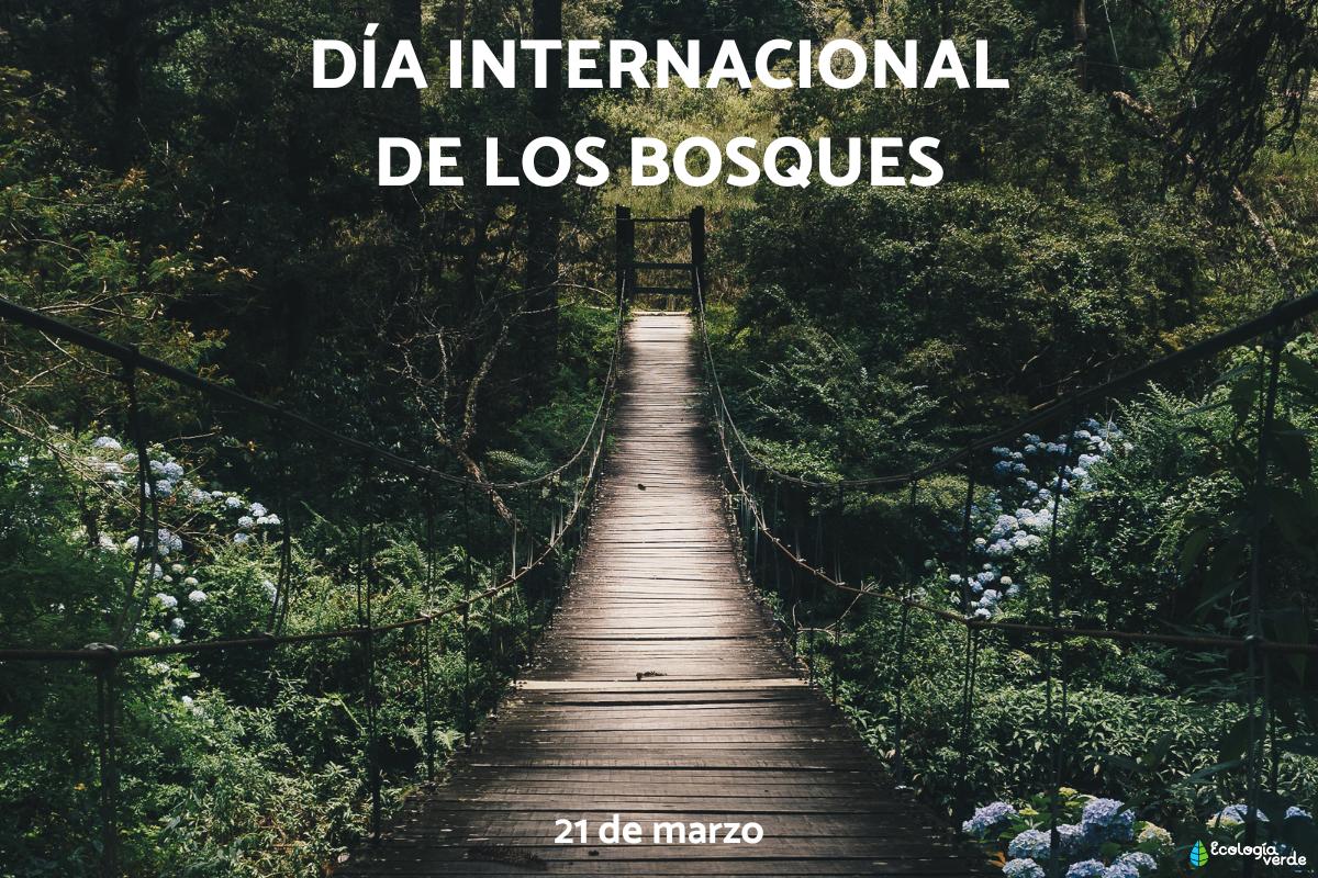 Día Internacional de los Bosques: cuándo es y por qué se celebra - Resumen