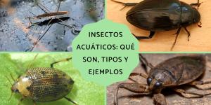 20 tipos de moscas - Guía completa