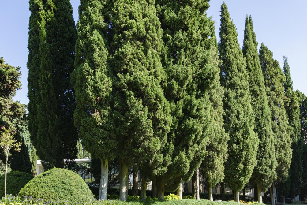 10 tipos de árboles de hoja perenne - Guía completa