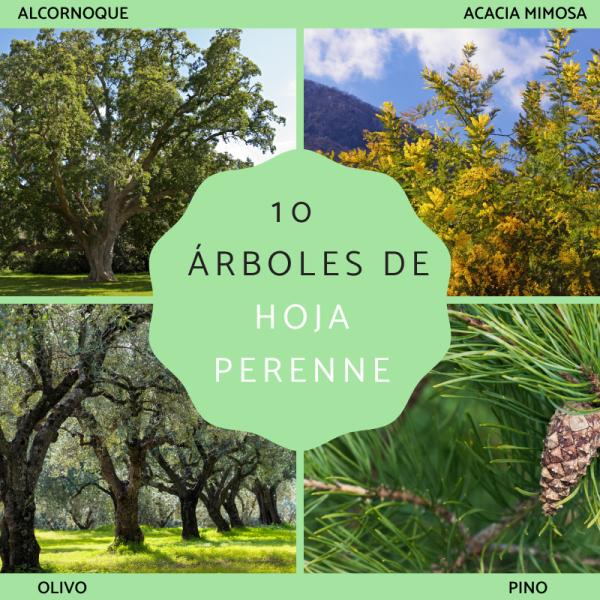 Tipos De Arboles Tropicales