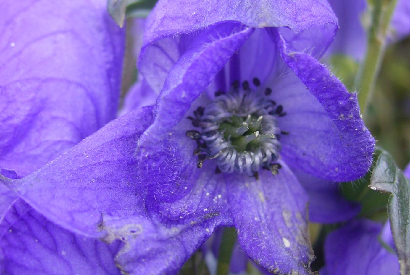 Acónito o matalobos: la planta más tóxica de Europa - Descúbrela