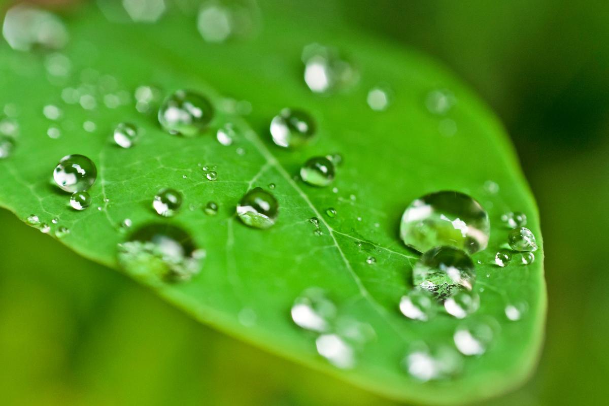 Rocío: qué es y cómo se produce - Resumen