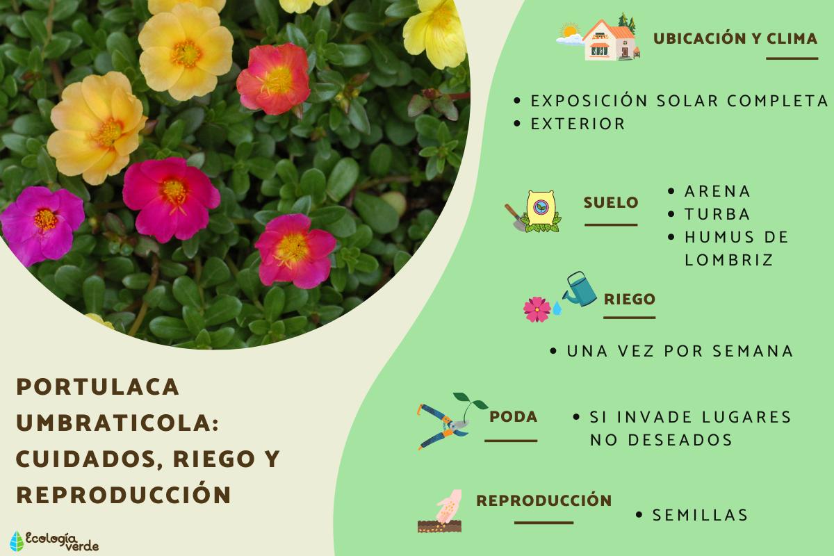Portulaca umbraticola o planta amor de un rato: cuidados, riego y reproducción - Guía completa