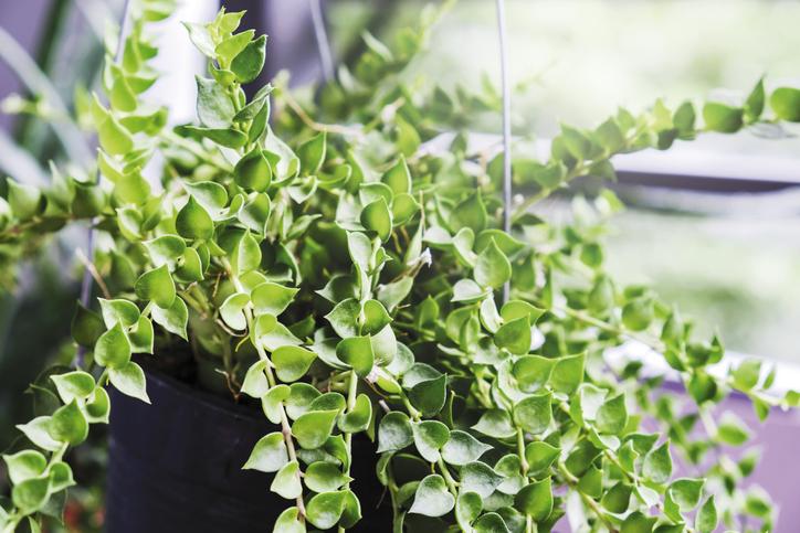 29 PLANTAS COLGANTES de INTERIOR - Nombres, Características y Fotos