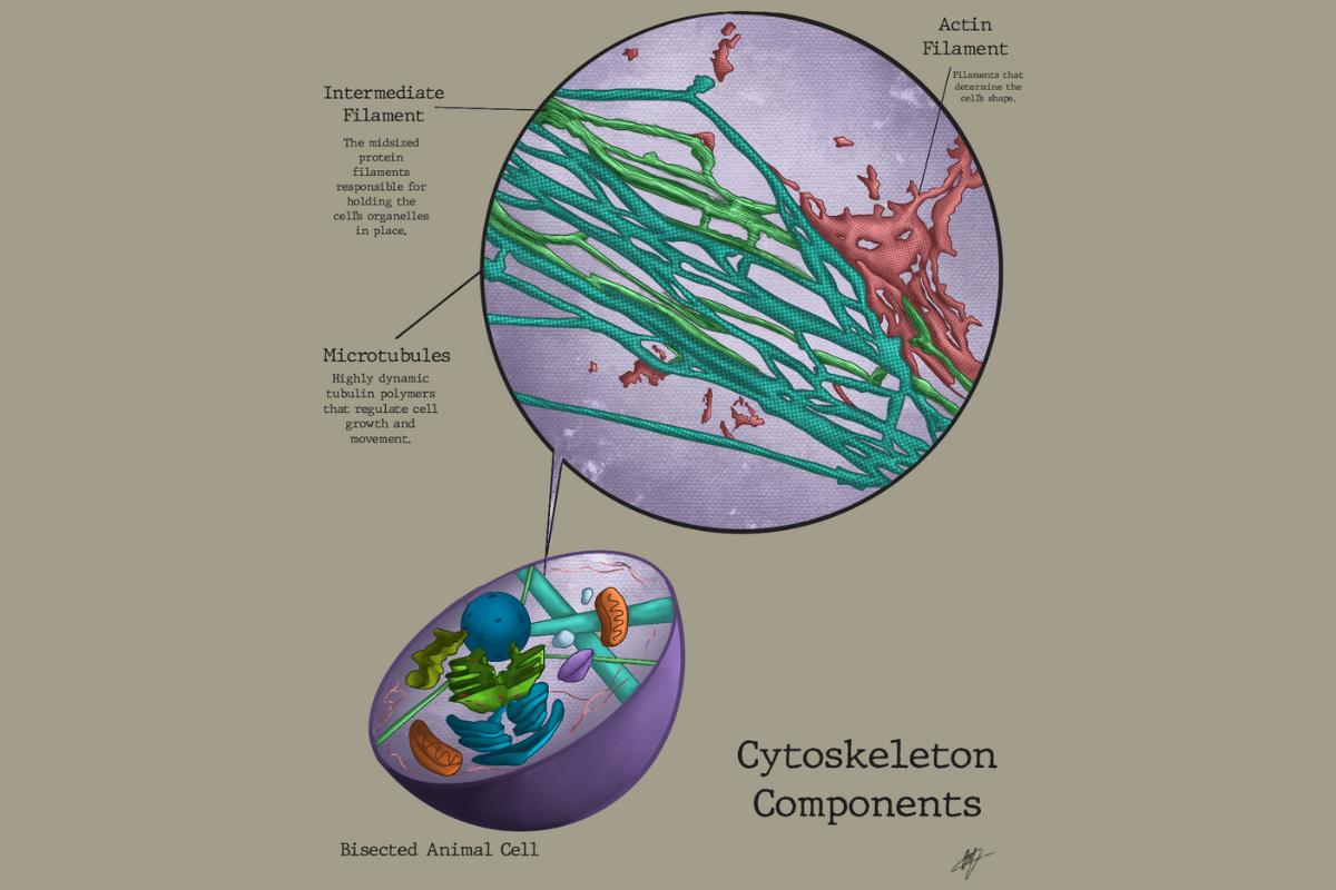 Citoesqueleto: qué es, características, función y estructura - Resumen