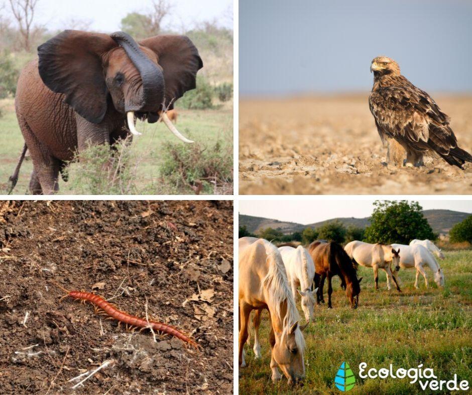 Qué es el HÁBITAT TERRESTRE: Definición, Tipos y Animales Qué es el HÁBITAT TERRESTRE: Definición, Tipos y Animales