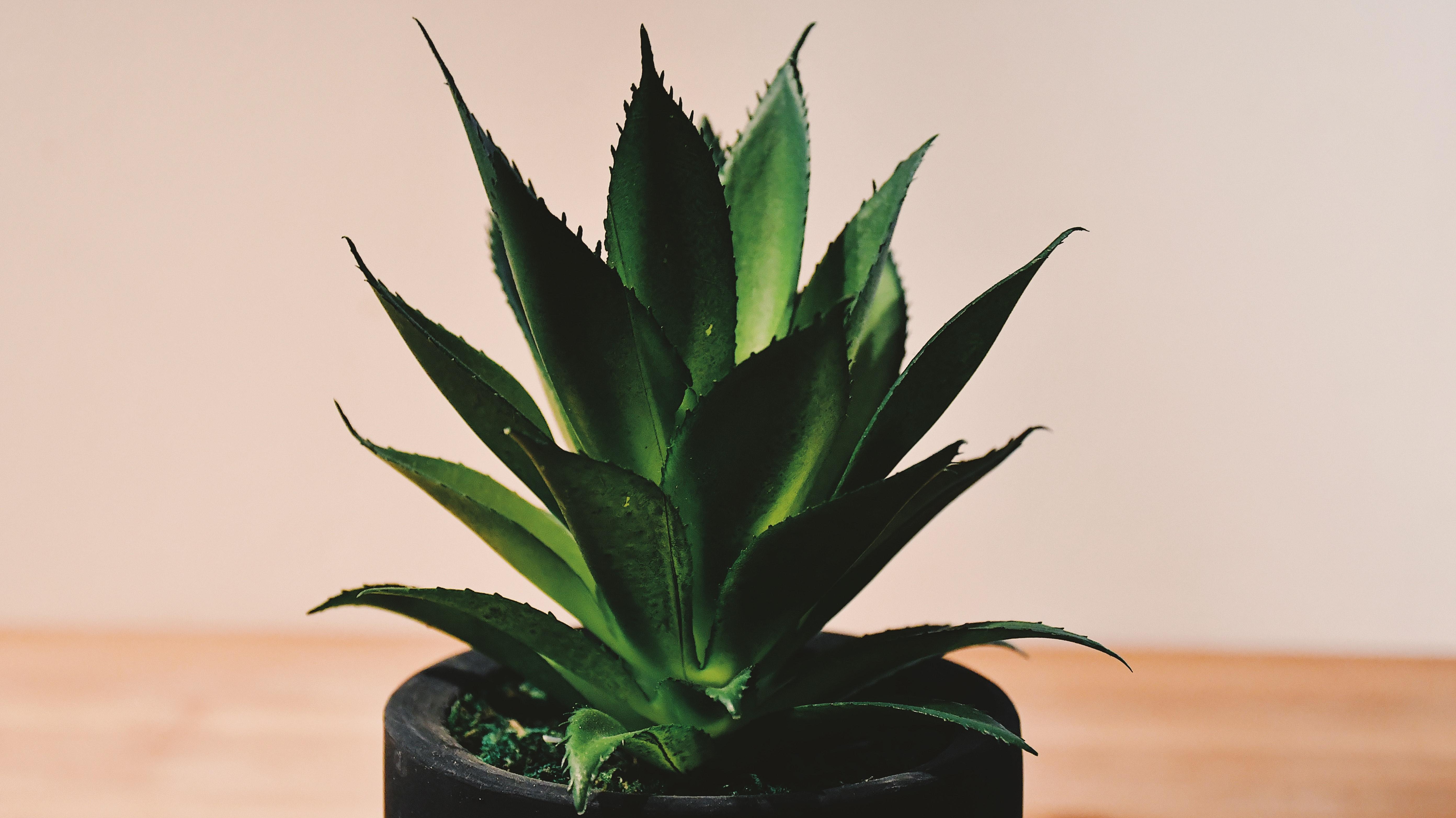 +25 plantas de interior que necesitan poca luz - ¡Resistentes! [VÍDEOS]